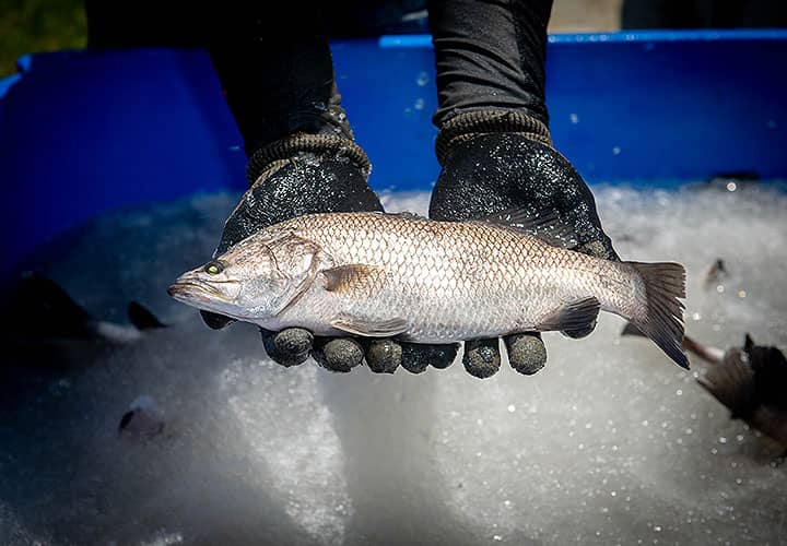 Is Barramundi Healthy - Farmed Barramundi Is The Sustainable Solution